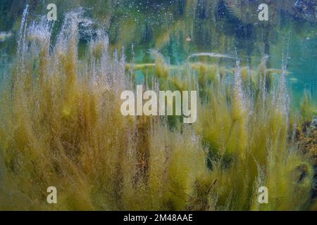 Algal bloom in the ocean, filamentous algae underwater in the Eastern ...