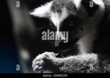 A Lemur Ring-tailed is seen eating during his captivity at the ...