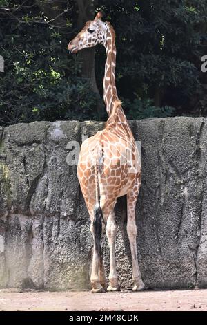 A Giraffe is seen eating during his captivity at the Chapultepec ...