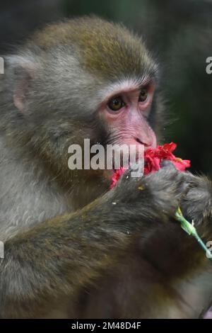 A Chinese Monkey is seen eating flowers during his captivity at the ...