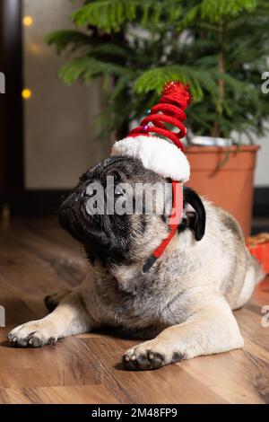 Funny one-year-old pug in a Christmas cap. Christmas, New Year and dogs ...
