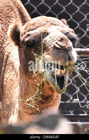A Camel is seen eating during his captivity at the Chapultepec Mexican ...
