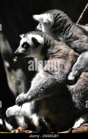 A Lemur Ring-tailed is seen eating during his captivity at the ...