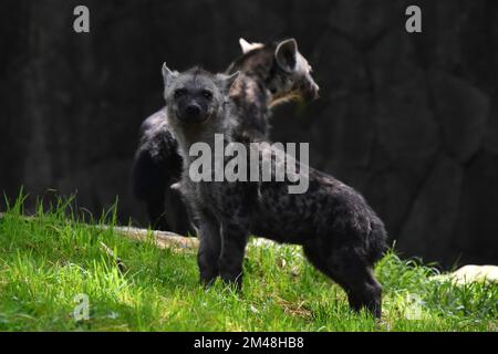 A Spotted hyena is seen during his captivity at the Chapultepec Mexican ...