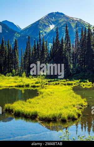 Lush marsh grasses & pond; Oweegee Range; Steward-Cassiar Highway ...