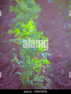 Young potato plants growing on the soil in organic garden Stock Photo ...