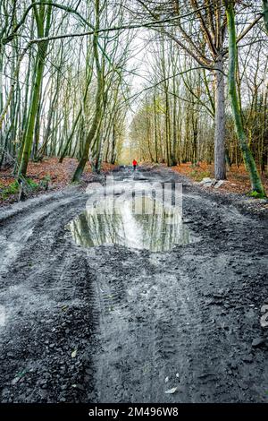 Man walking around a large puddle in a woodland with his pet dog Stock ...
