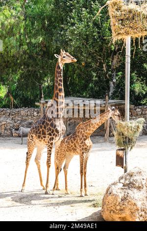 Graceful giraffes in zoological park Stock Photo - Alamy