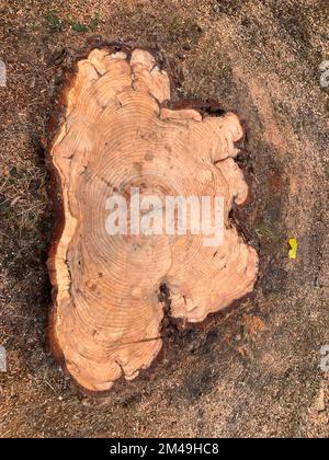 Concept of deforestation and urban greenery: the base of a trunk of a ...