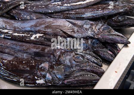 Black scabbardfish (Aphanopus carbo) in the fish hall, Mercado dos ...