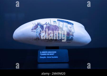 Historical drawings on a tooth of a sperm whale (Physeter macrocephalus ...