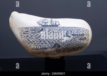 Historical drawings on a tooth of a sperm whale (Physeter macrocephalus ...