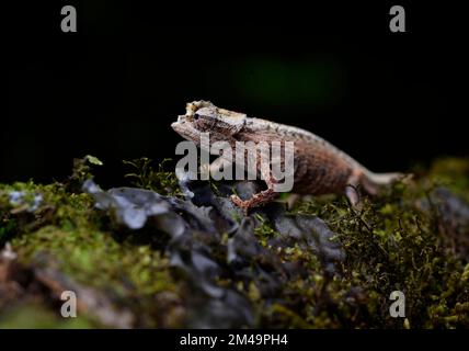 An earth chameleon (Brookesia desperata) in the secondary forests of ...