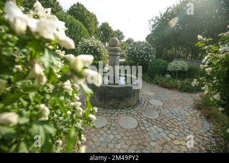 hibiscus topiary. Beautiful flower park with a fountain.Nice well ...