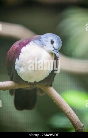The Santa Cruz ground dove (Pampusana sanctaecrucis) is a species of ...