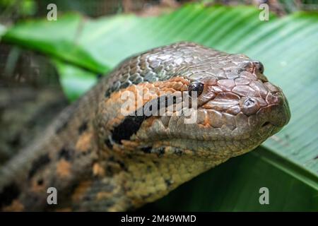 The closeup image of green anaconda (Eunectes murinus) . It is a boa ...