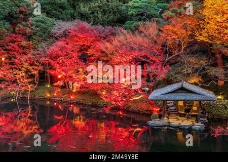 Happo-en Garden illuminated in red for autumn Stock Photo - Alamy