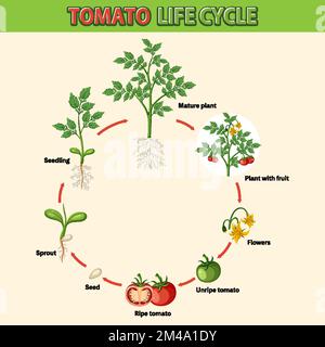 Life cycle of tomato plant diagram illustration Stock Vector Image ...