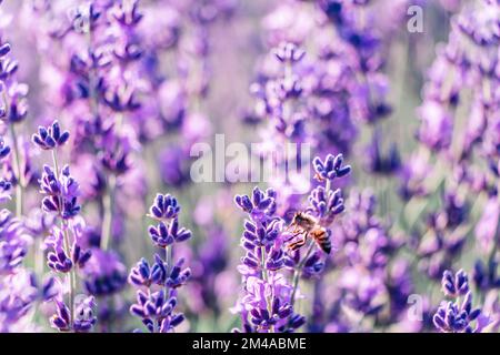 Blooming lavender pollinated by bee in a field at sunset. Provence ...