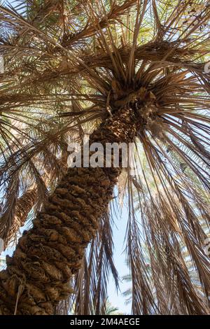 Abstract view of tall large date palm tree phoenix dactylifera with ...