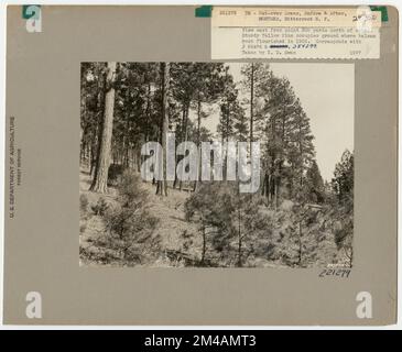 Cut -Over Areas (Repeat Series) - California. Photographs Relating to ...