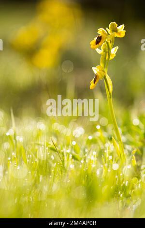 Soft focus of natural ophrys lutea flower growing on green grass ...