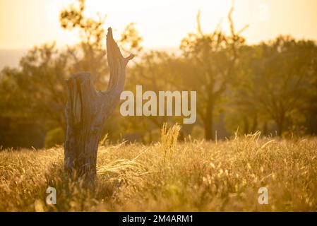 Native Australian Mitchell Grass (Astrebla lappacea) growing in between ...