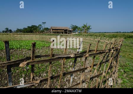 Farmers of the Mishing-Tribe still live the traditional way in villages Stock Photo - Alamy