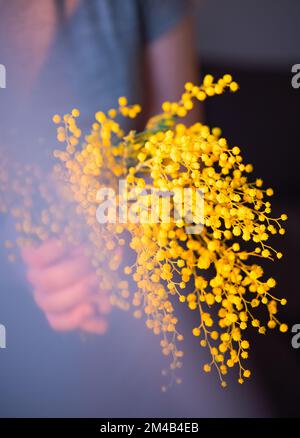 Yellow Mimosa bouquet in hands, the symbol of International Women's Day ...