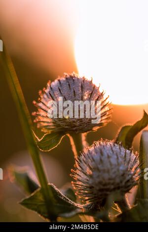 Thistle in close-up, balls with spikes Stock Photo - Alamy