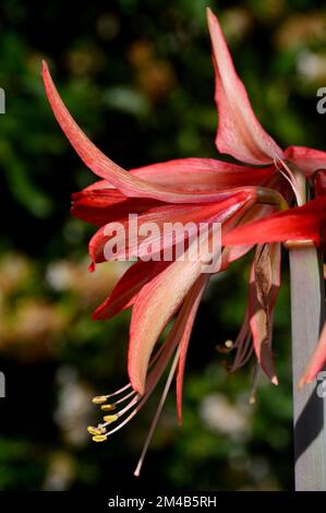 Single Pink Amaryllis Hippeastrum (Spider Group) 'Sumatra' Flower grown ...