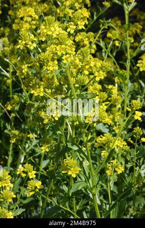 Land cress (Barbarea verna Stock Photo - Alamy