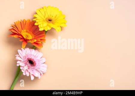 Bouquet of gerberas on beige background Top view Flat lay Holiday ...