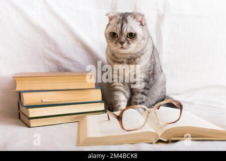 Interested cat sitting near stack of books and owner glasses Stock ...