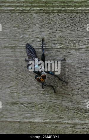 Robber fly (Asilidae) blue-black, small predator, powerful jaw and ...