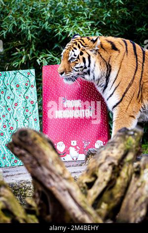Hanover, Germany. 20th Dec, 2022. Meerkats stand in their enclosure at ...