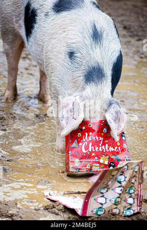 Hanover, Germany. 20th Dec, 2022. Meerkats stand in their enclosure at ...