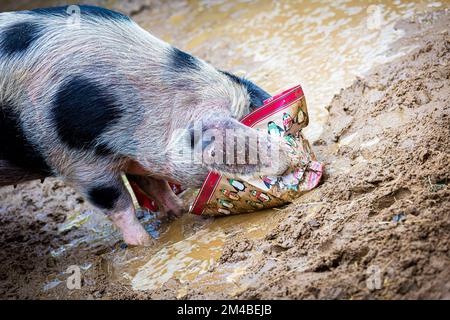 Hanover, Germany. 20th Dec, 2022. Meerkats stand in their enclosure at ...