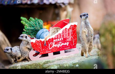 Hanover, Germany. 20th Dec, 2022. Meerkats stand in their enclosure at ...