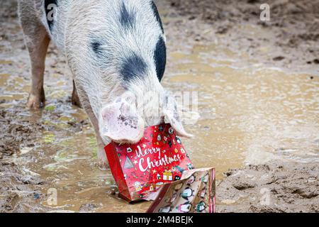 Hanover, Germany. 20th Dec, 2022. A Bentheimer Landschwein examines a ...