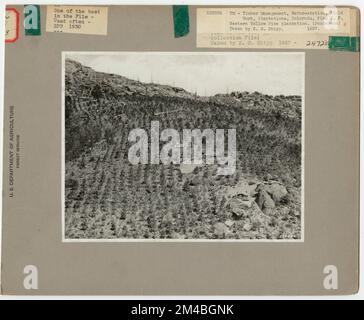 Reforestation: Camera Point - Colorado. Photographs Relating to ...
