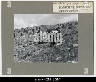 Reforestation: Planting - Colorado. Photographs Relating to National ...