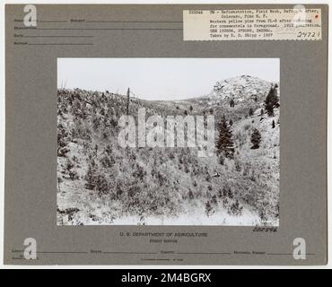 Reforestation: Camera Point - Colorado. Photographs Relating to ...