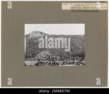 Reforestation: Plantations - Colorado. Photographs Relating to National ...