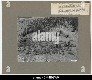 Reforestation: Camera Point - Colorado. Photographs Relating to ...