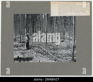 Timber Management - Partial Cutting - Colorado. Photographs Relating to ...