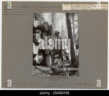 Logging: Scaling - Colorado. Photographs Relating to National Forests ...