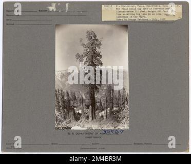 Historical Trees - California. Photographs Relating to National Forests ...