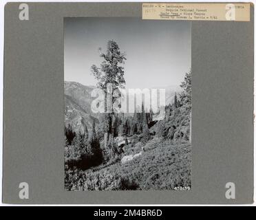 Historical Trees - California. Photographs Relating to National Forests ...