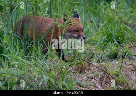 Red Fox Cub Peeping through grass Stock Photo - Alamy